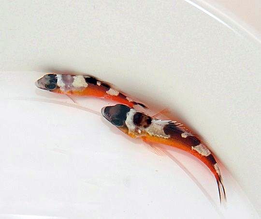 Serranus tabacarius - Tabakbarsch Sägebarsch | Zwergbarsche | Barsche ...