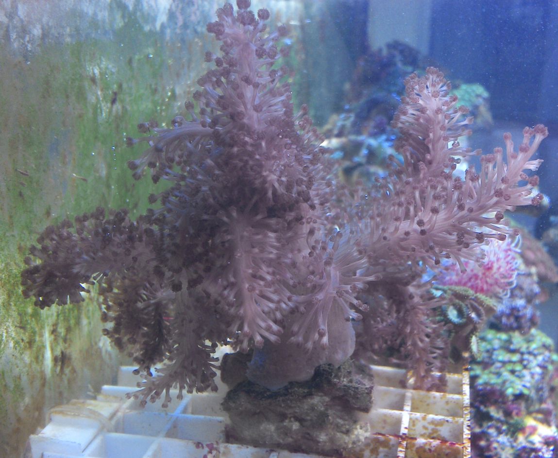 10-15 cm Klyxum simplex braun - Weichkoralle | Weichkorallen u.a ...