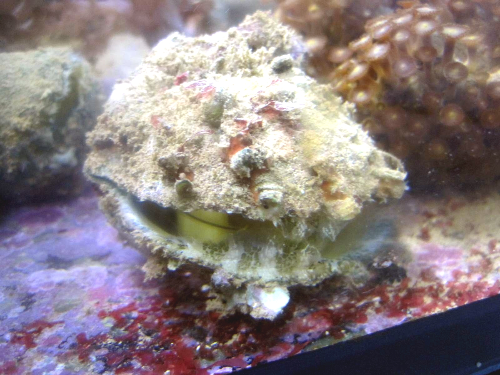 Spondylus sp. Beispielbild Stachelauster | Muscheln | Niedere | Elena ...