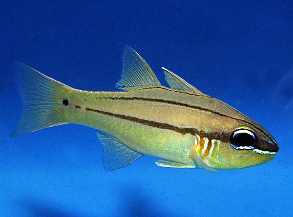 Apogon / Ostorhinchus sealei - Kardinalbarsch | Kardinalbarsche ...