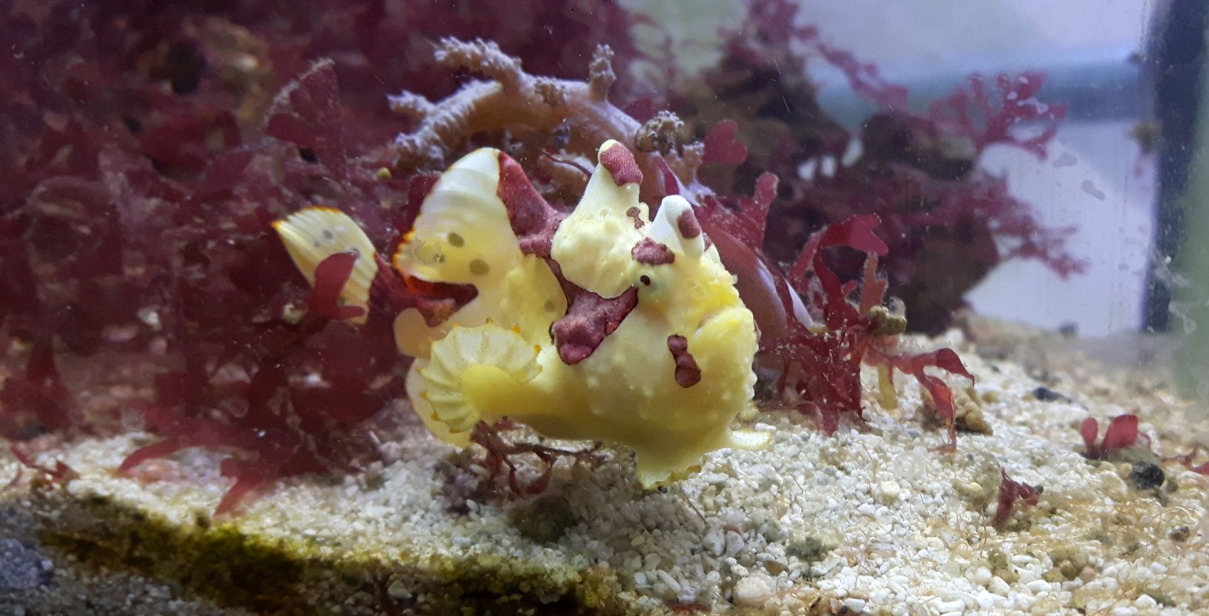 Anglerfisch - Antennarius maculatus - weiß mit rot (Bild anders ...