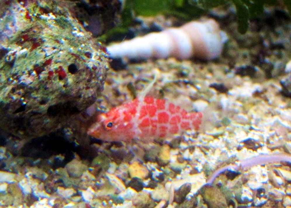 Plectranthias inermis - Zwergfahnenbarsch | Fahnenbarsche | Barsche ...