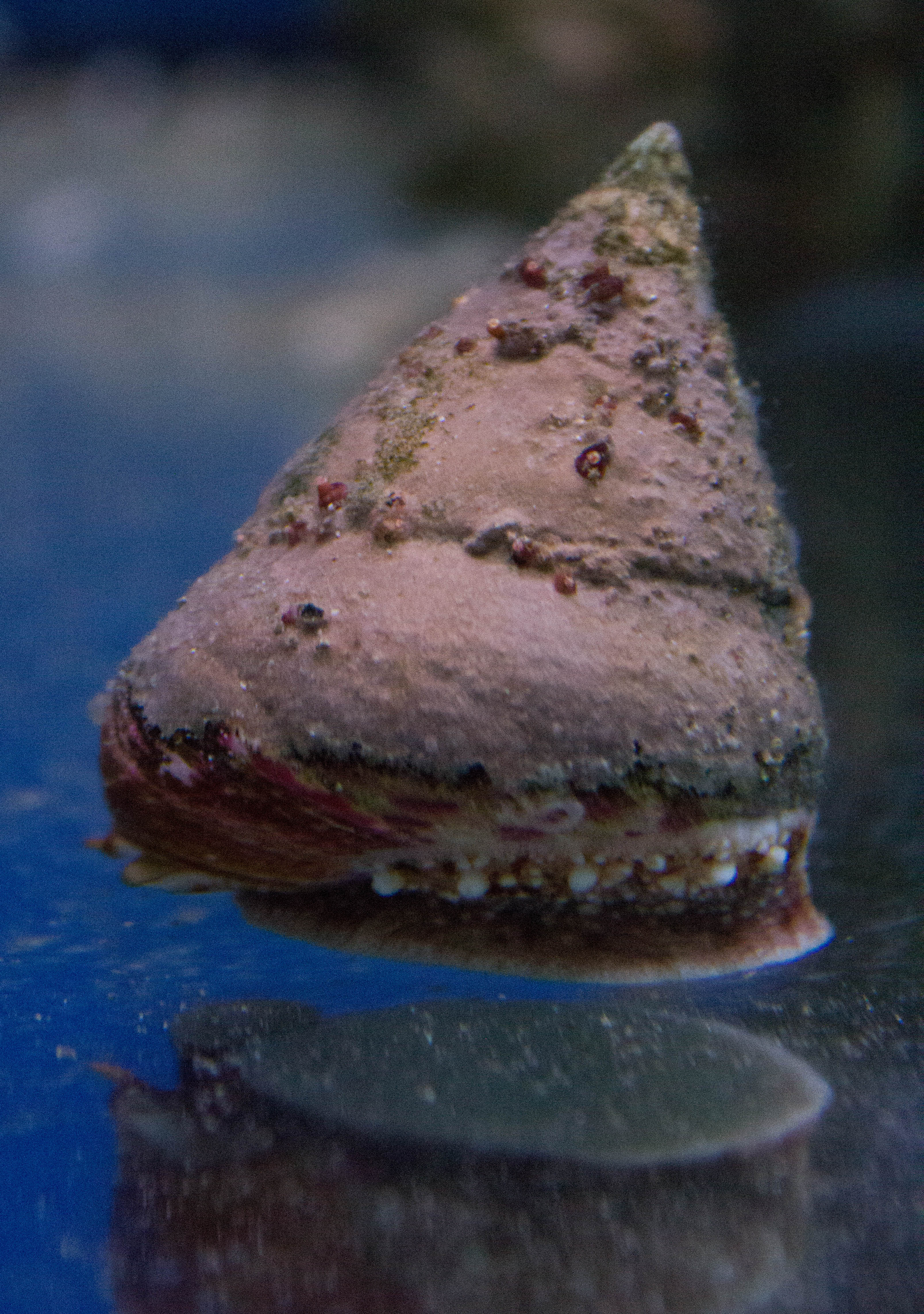 Tectus sp - Algenschnecke XL | Schnecken & Seehasen | Niedere ...