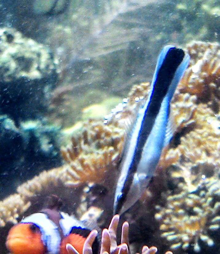 Labroides dimidiatus - Putzerlippfisch | Lippfische | Fische ...