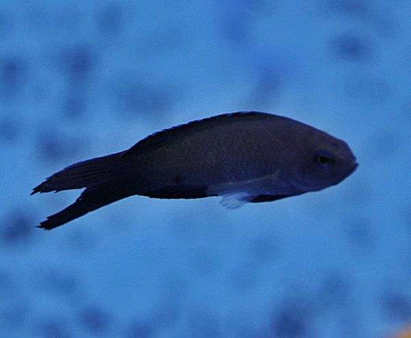 Assessor macneilli- blauer Mirakelbarsch - Rarität | Mirakelbarsche ...