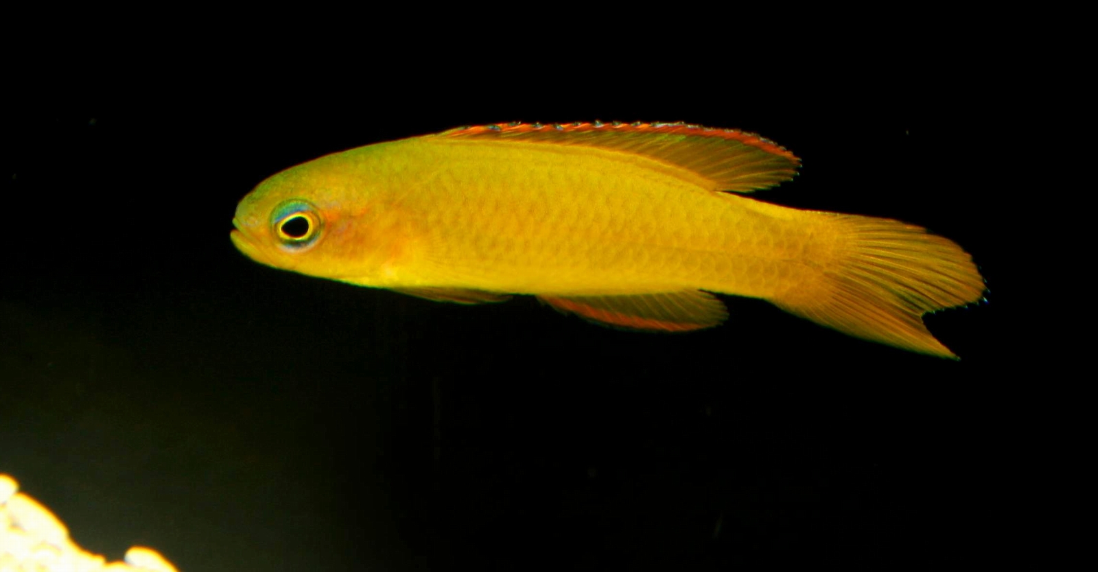 Assessor flavissimus - gelber Mirakelbarsch - Rarität | Mirakelbarsche ...