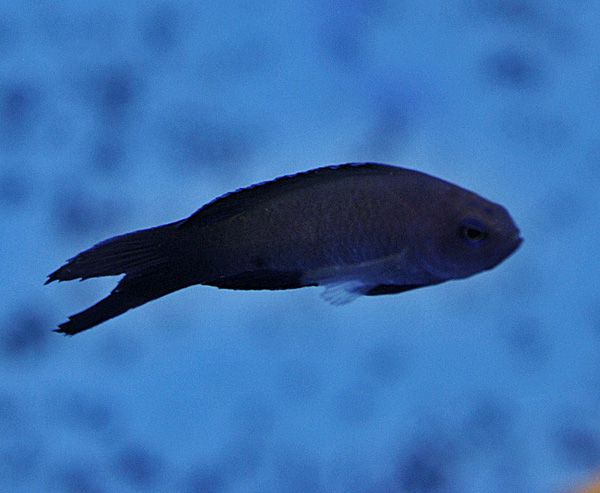 Assessor macneilli- blauer Mirakelbarsch - Rarität | Mirakelbarsche ...