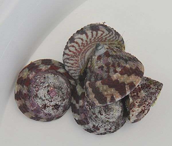 Trochus histrio / niloticus - Algenschnecke rötlich | Schnecken & Seehasen | Niedere | Elena ...