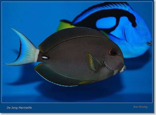 Acanthurus leucocheilus - Weisslippen-Doktorfisch | Doktorfische ...